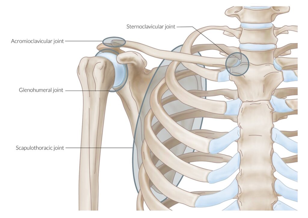 Know the Sternoclavicular Joint of The Shoulder | Shoulder Doctor, India